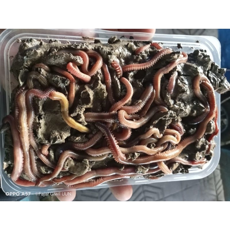 Jual cacing laut /cacing naga | Shopee Indonesia
