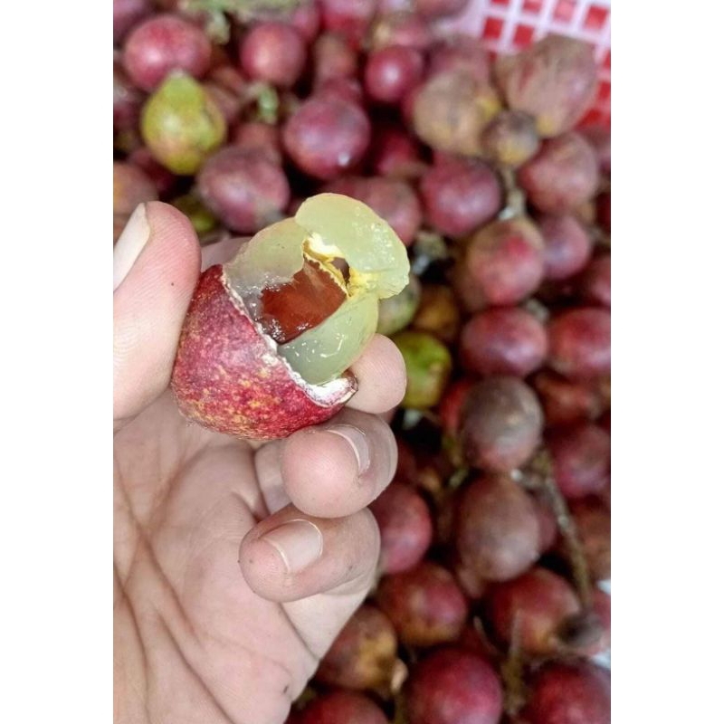 Jual Matoa/buahmatoa/buah 3 rasa | Shopee Indonesia