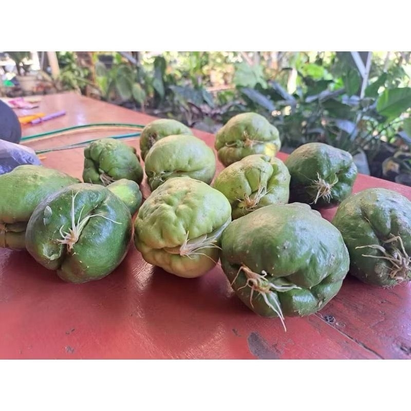 Jual KEBUN DZAKI - Paket 5 Bibit Labu Siam Anggur Berkualitas Siap ...
