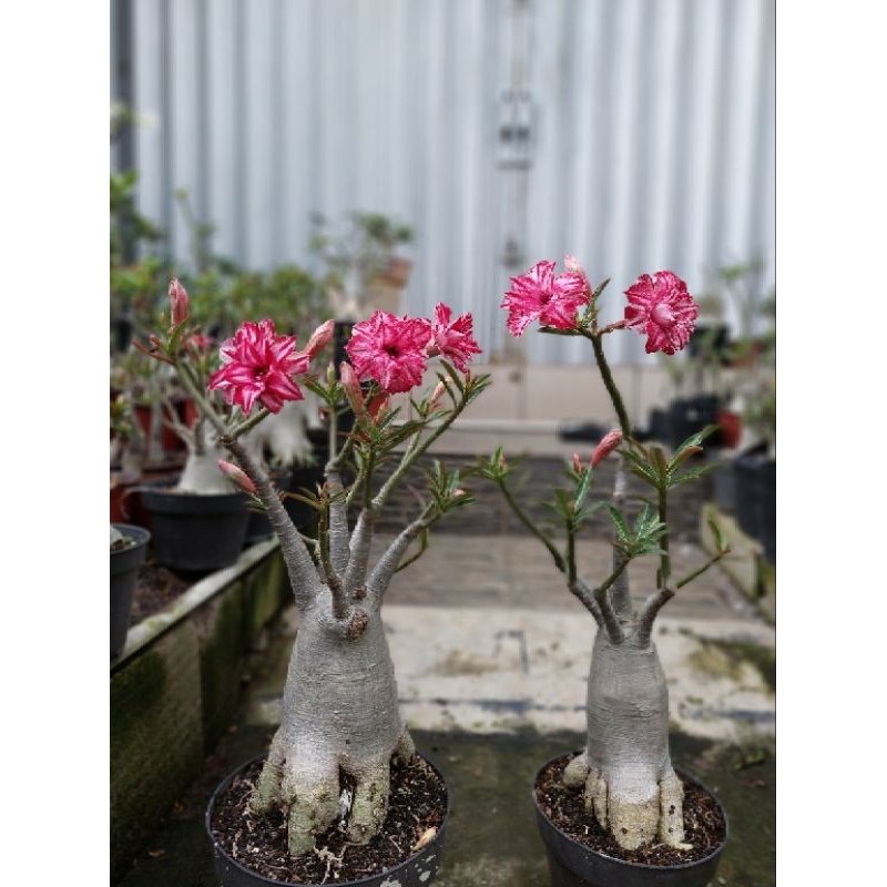 Jual Adenium bunga tumpuk(Hot sweet) | Shopee Indonesia