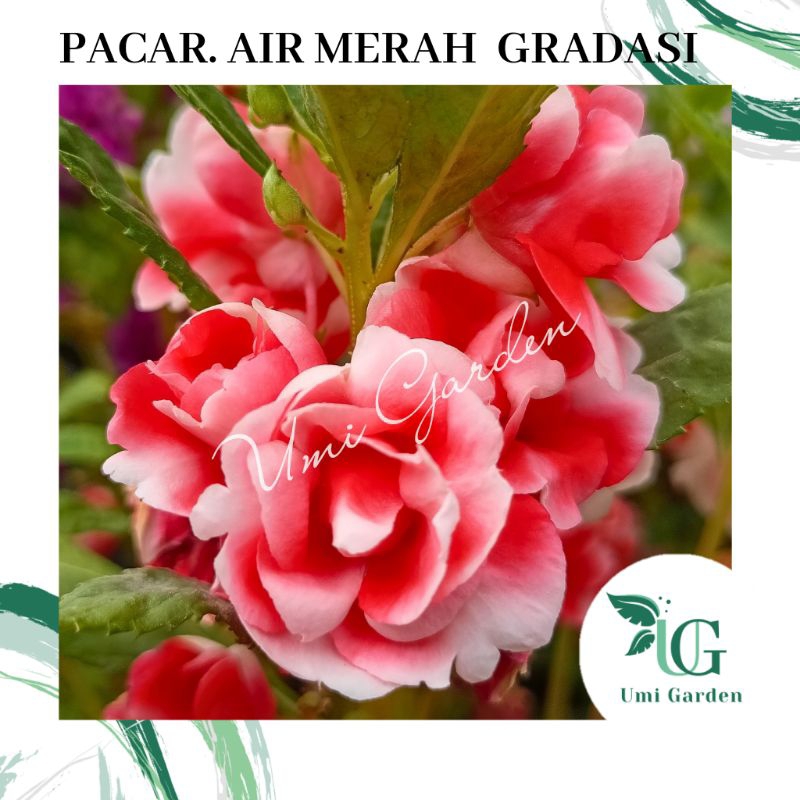 Jual 5 Biji Benih Bunga Pacar Air Tumpuk Merah Gradasi Putih Impatiens ...