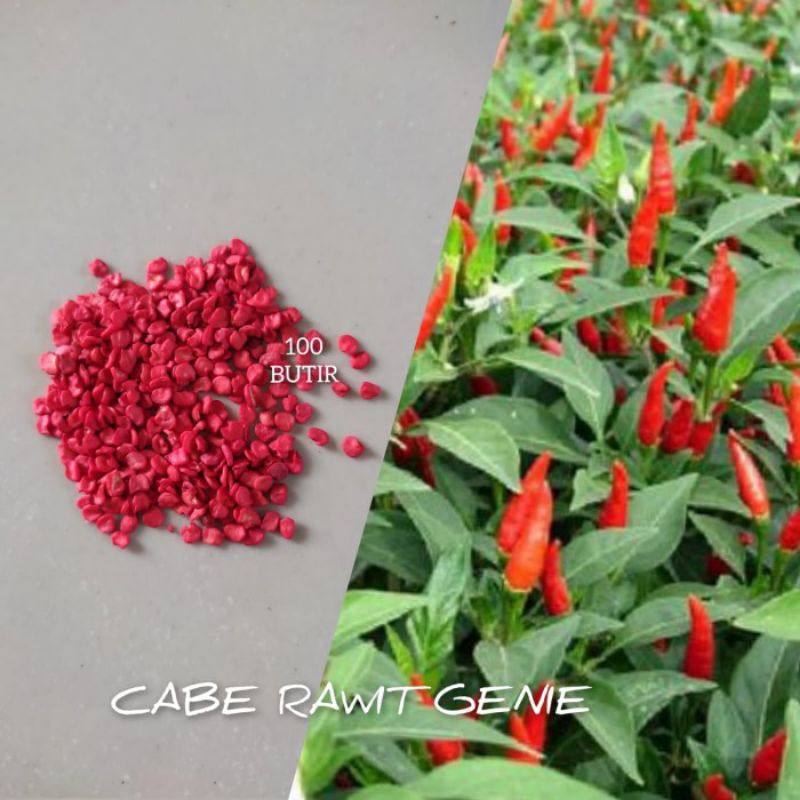 Jual 100 BUTIR BIJI/BENIH CABE RAWIT GENIE | Shopee Indonesia