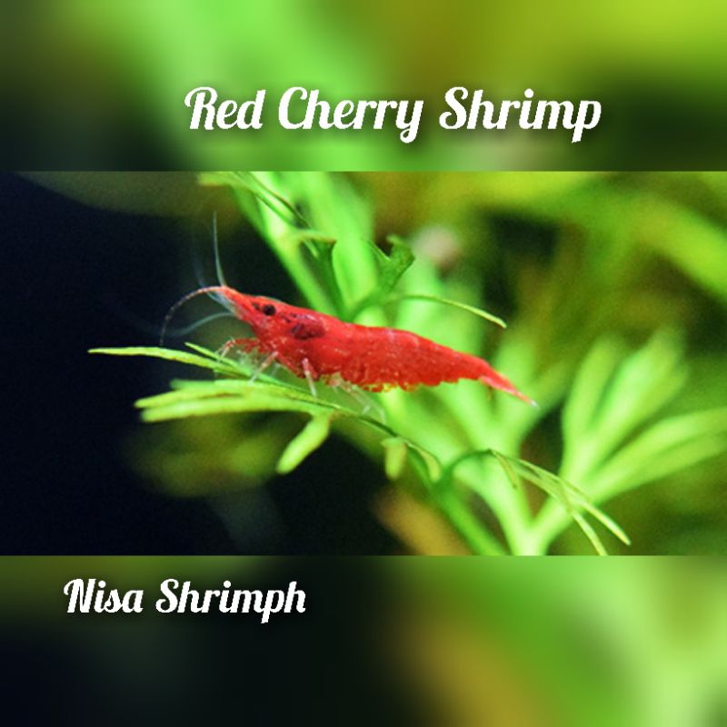 Jual Varian Aquascape//Red Cherry shrimp aquascape | Shopee Indonesia