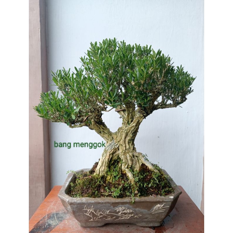 Jual bonsaj boxus istimewa siap pajang | Shopee Indonesia