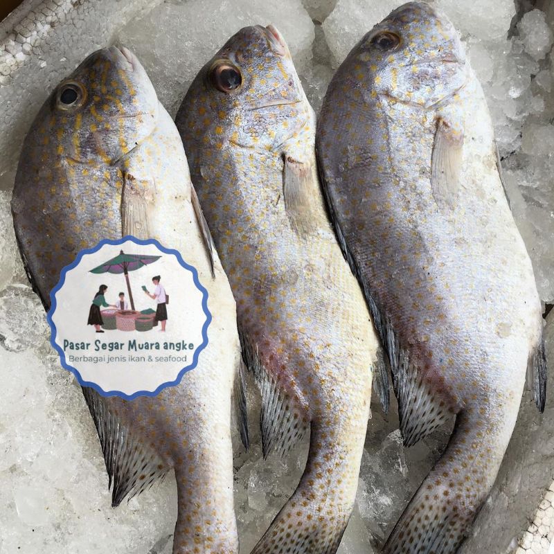Jual Ikan Kaci Kaci Segar Seafood hasil laut segar 1 kg | Shopee Indonesia