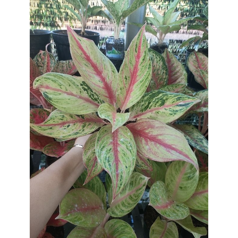 Jual golden_swet | Shopee Indonesia