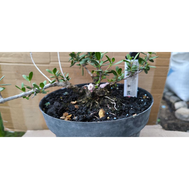 Jual Bonsai Santigi Karang bogel ORI OTR diatas karang | Shopee Indonesia
