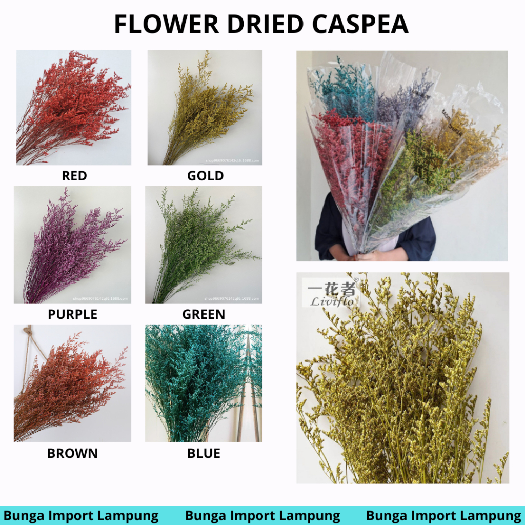 Jual Preserved Caspea Lover Grass / Dried Flower Awetan Bunga asli ...