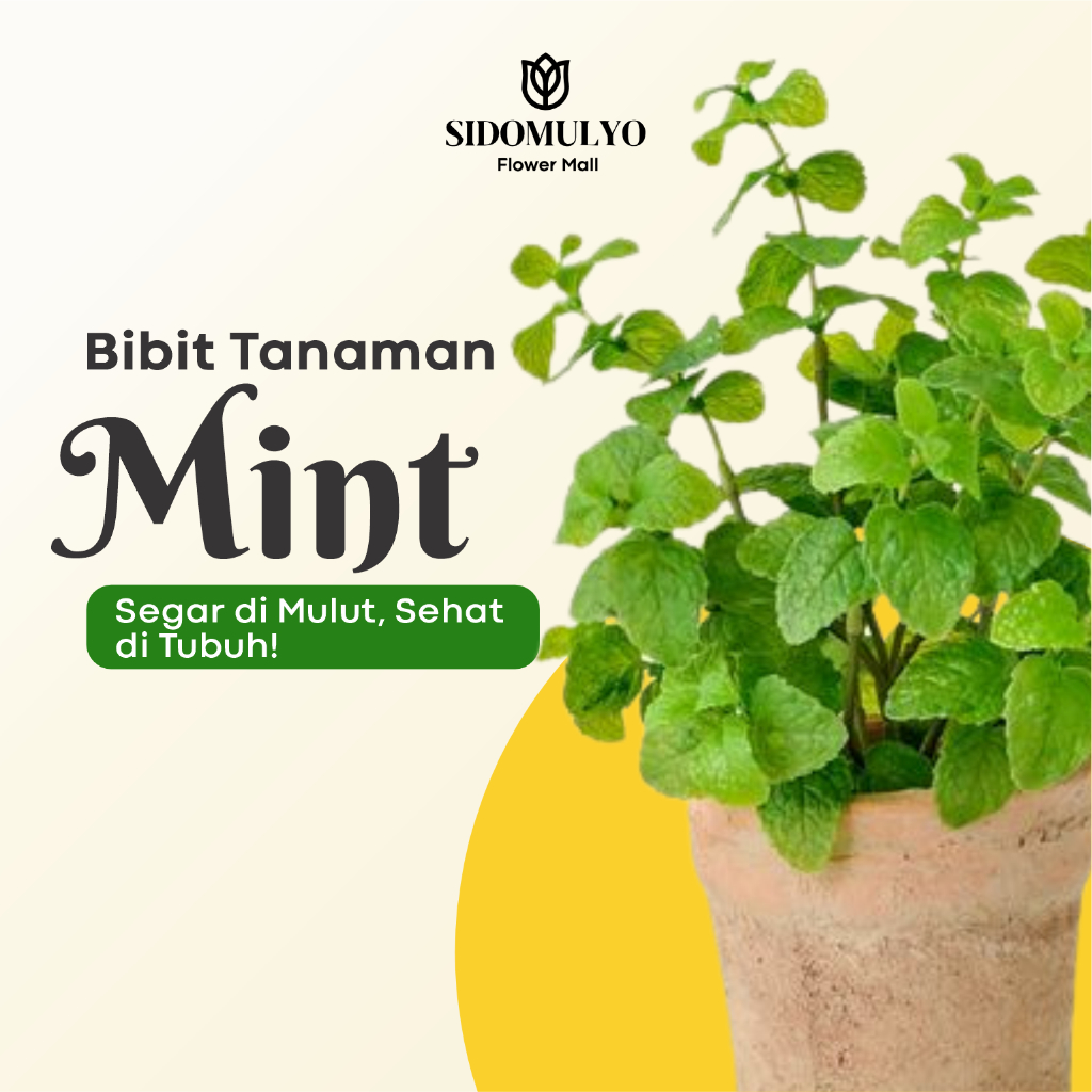 Jual Bibit Daun Mint - Tanaman Herbal Peppermint Siap Tanam Tinggi 20 ...