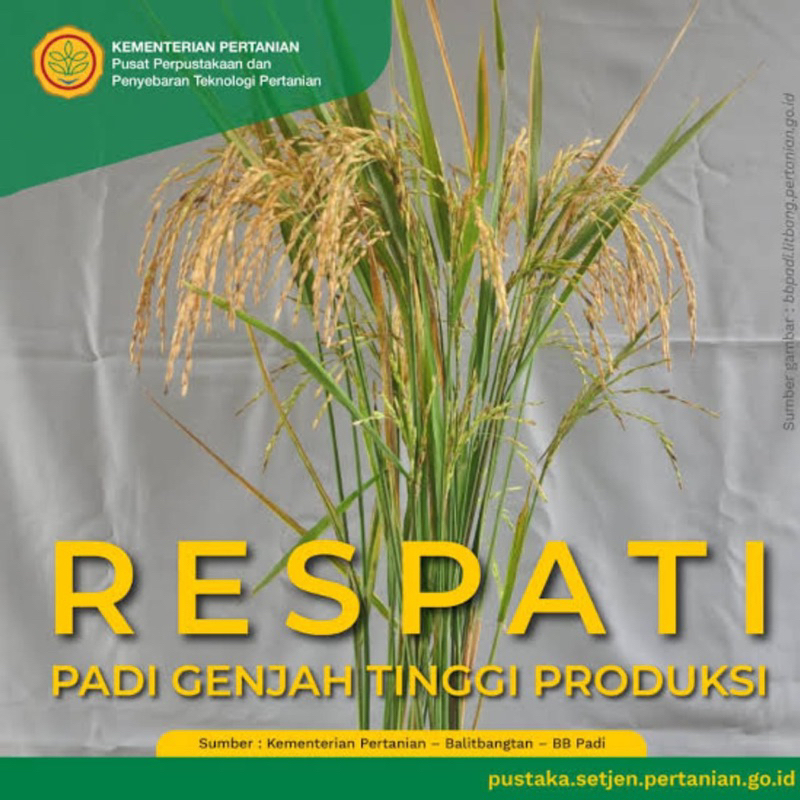 Jual Benih padi Respati 5Kg | Shopee Indonesia