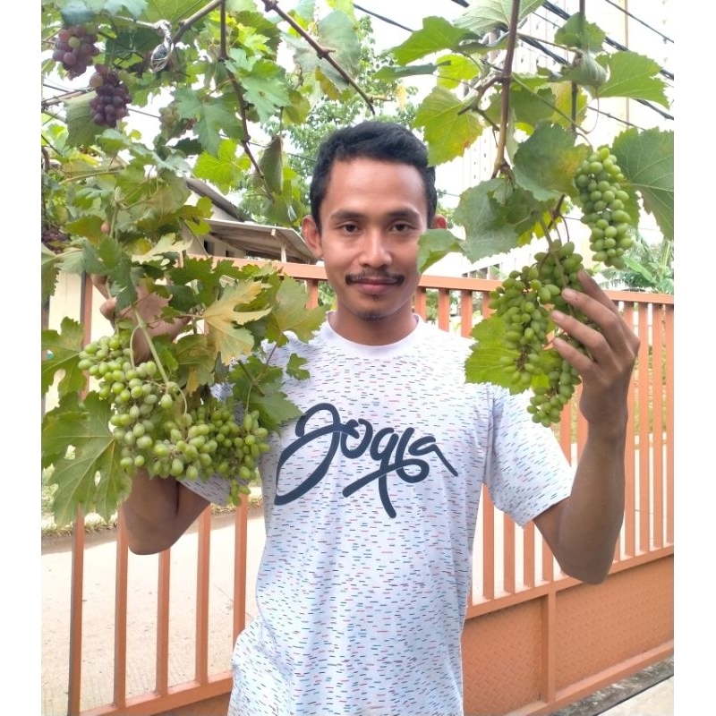 Jual Entres anggur import, harga per matun | Shopee Indonesia
