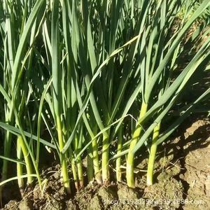 Jual GARLIC BOLT BENIH 50 seed | Shopee Indonesia