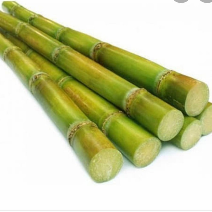 Jual 10 Biji - Benih Tebu Super Manis - Tebu Hijau Manis - Benih Buah ...