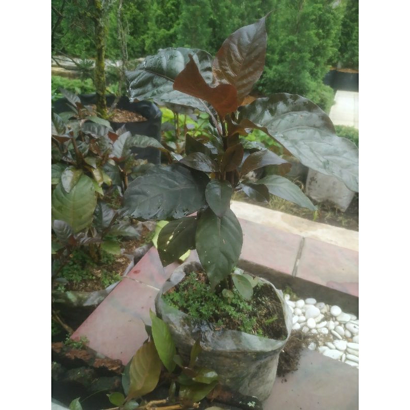 Jual Tanaman Handeleum Daun Ungu | Shopee Indonesia