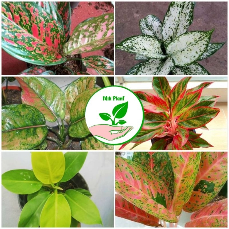 Jual paket hemat 6 bunga aglonema dan philo murah | Shopee Indonesia