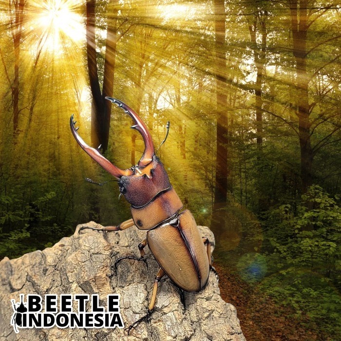 Jual Kumbang Capit Prosopocoilus Astacoides | Shopee Indonesia