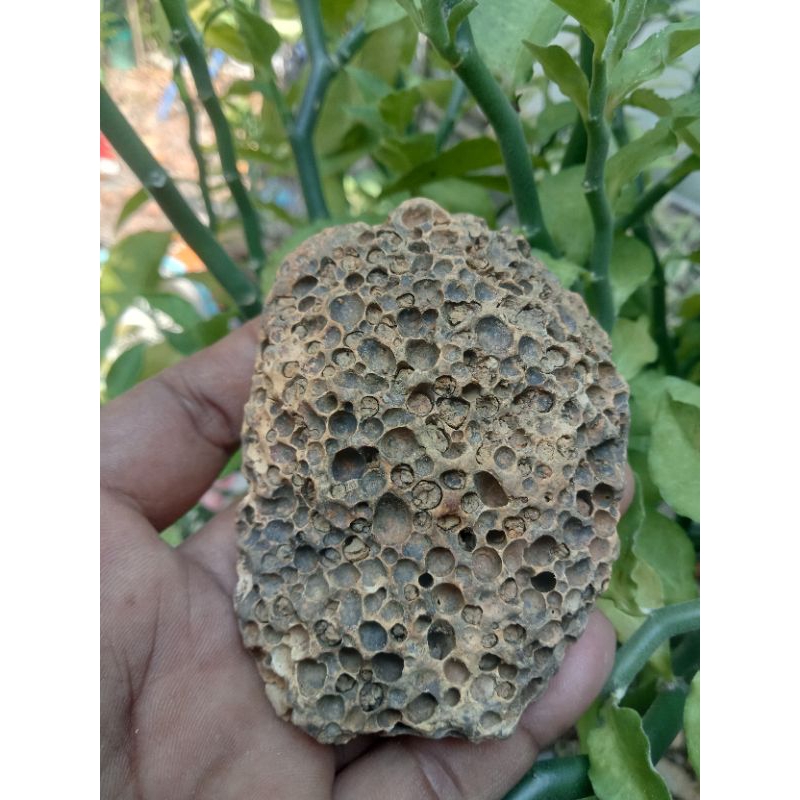 Jual temuan batu sarang tawon | Shopee Indonesia