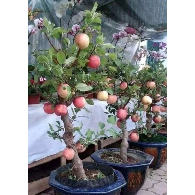 Jual bibit apel Fuji merah hasil (cangkok) dataran rendah/tinggi ...