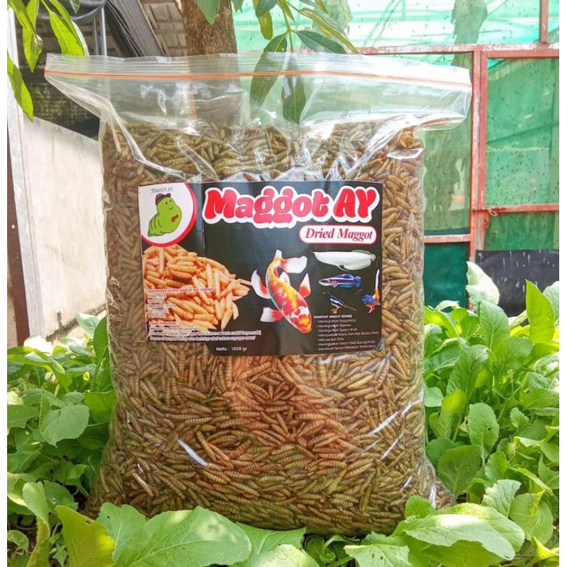 Jual Magot kering maggot kering premium 1kg Dry magot GreadA+ pakan ...