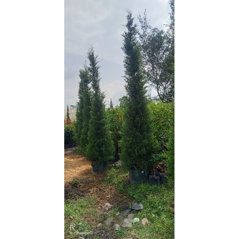 Jual pohon cemara rentes ukuran besar batang besar dan kokoh (cemara ...