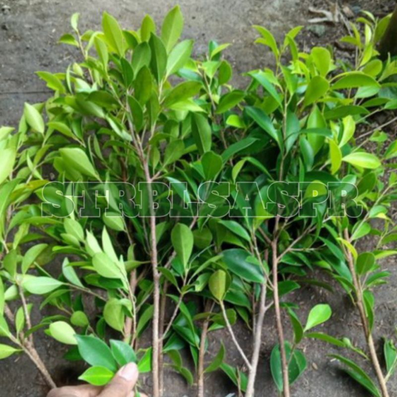 Jual Bahan stek pucuk batang iprik preh paket 20 Batang Plus bonus ...