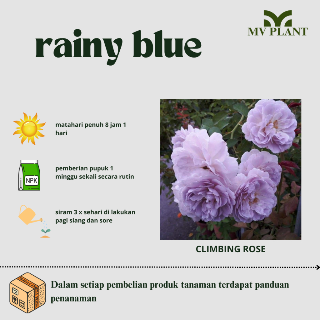 Jual Bunga Mawar Hidup Import Rainy Blue-Mawar Ungu-Mawar rambat ...