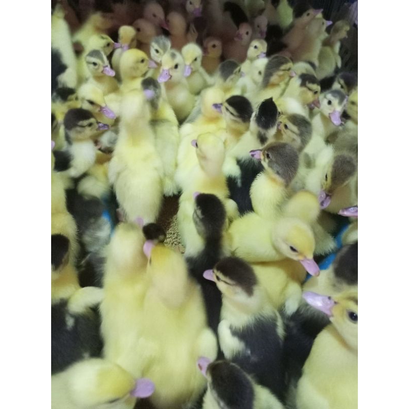 Jual Bibit Entok - Entok Lokal - Entog - Bebek Entok - Mentok | Shopee ...
