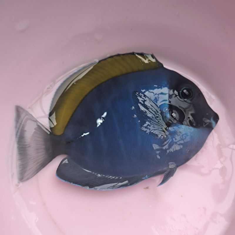 Jual ikan hias laut botana biru bobi powder blue tang | Shopee Indonesia