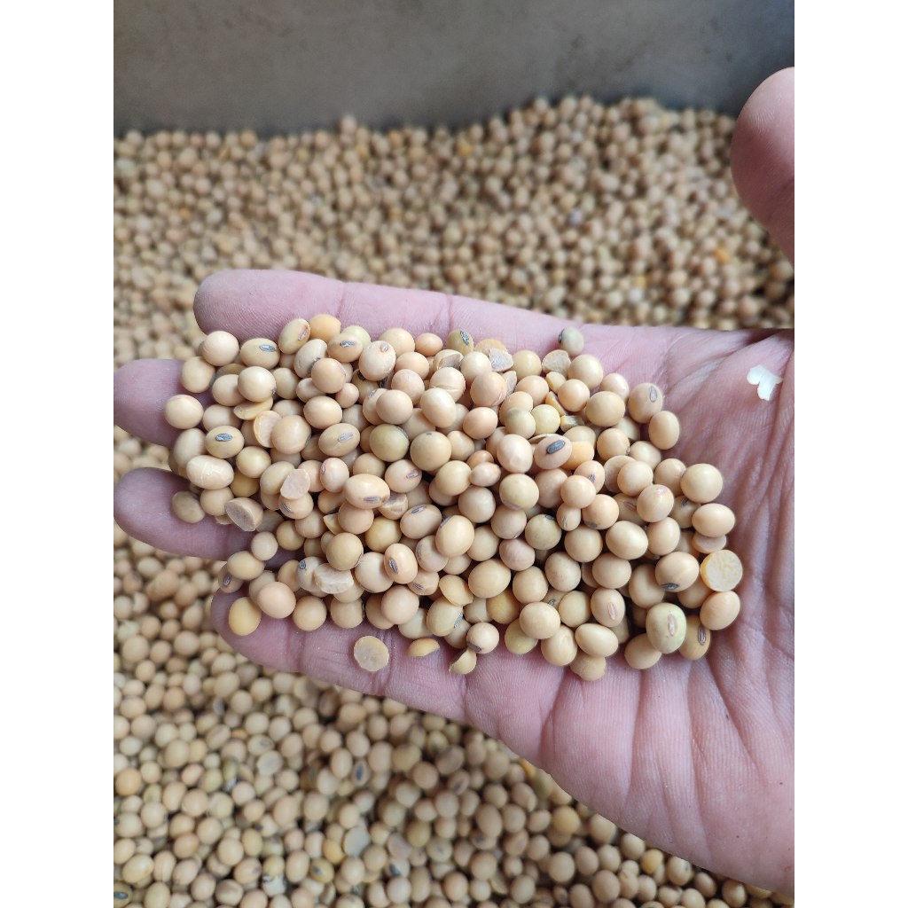 Jual Kacang Kedelai / Kacang Kedele Grade Super - Per Kg | Shopee Indonesia