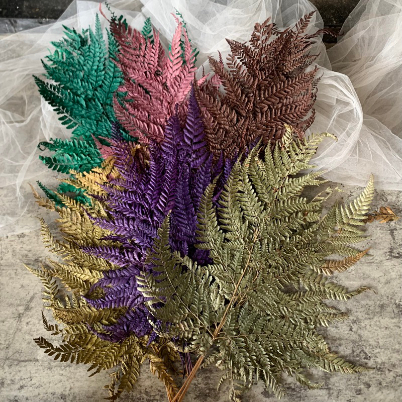 Jual Daun pakis kering dekorasi rustic | Shopee Indonesia