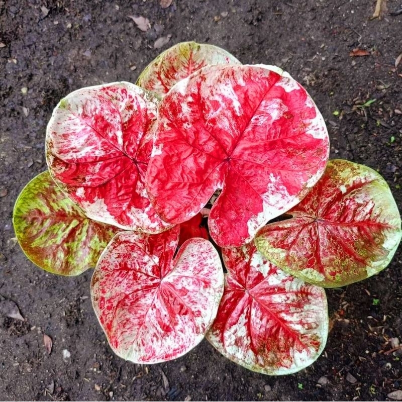 Jual Tanaman Hias Keladi Thai Series Cimory Bunga Hias Keladi Caladium ...