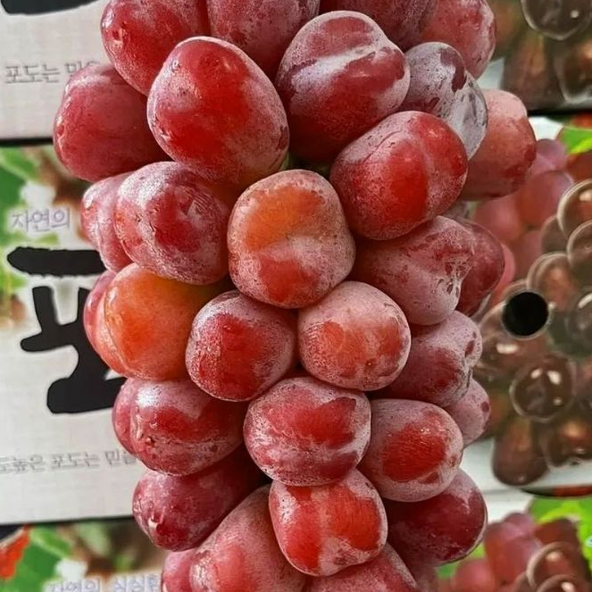 Jual Buah Anggur Red Shine Muscat Merah | Manis Seedless | Shopee Indonesia