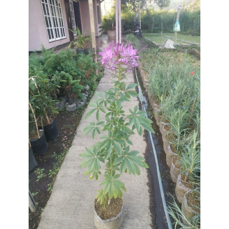Jual Tanaman Bunga Laba-laba Cleome spyder flower 80cm | Shopee Indonesia