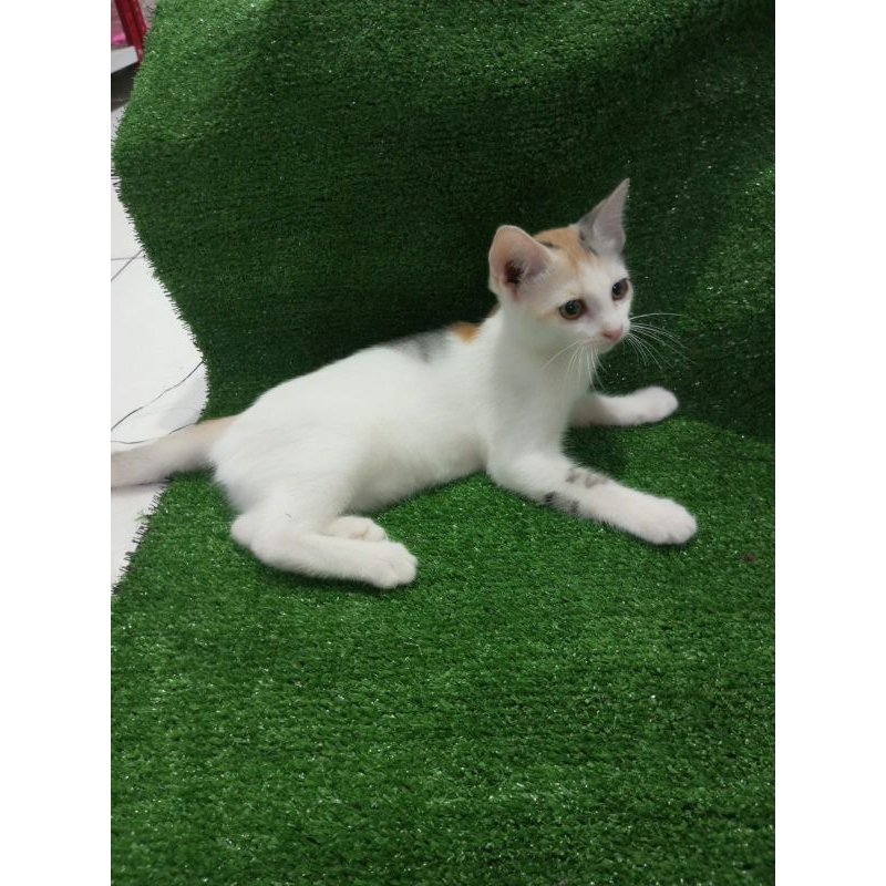Jual kucing Persia mix dome 2 bulan. | Shopee Indonesia