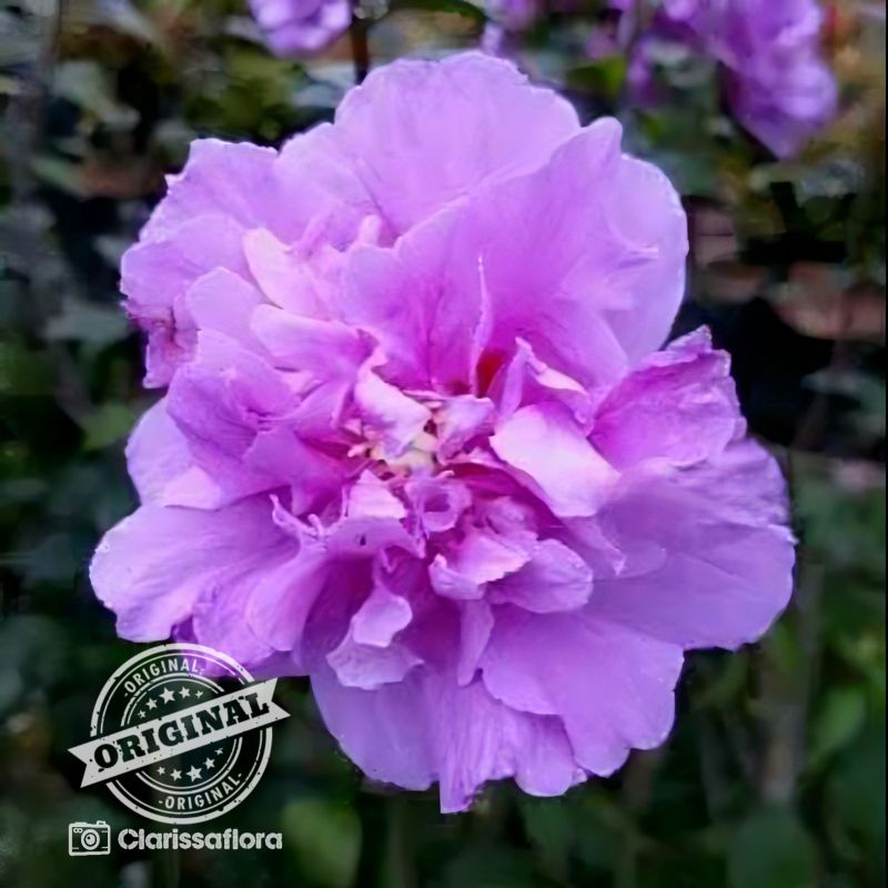 Jual PROMO tanaman hias bunga sepatu ungu tumpuk | pohon bunga sepatu ...