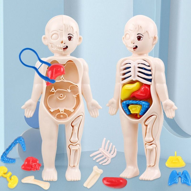 Jual Mainan Edukasi Organ Tubuh Manusia Human Body Model STEM IPA ...