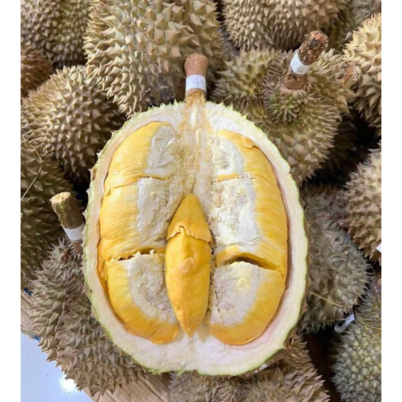 Jual Buah Durian Bawor King Premium Banyumas Utuh Fresh 1 KG - 5KG ...