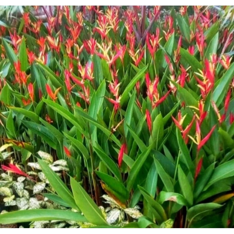 Jual tanaman pisang pisangan helikonia bunga merah/pohon pisang hias ...