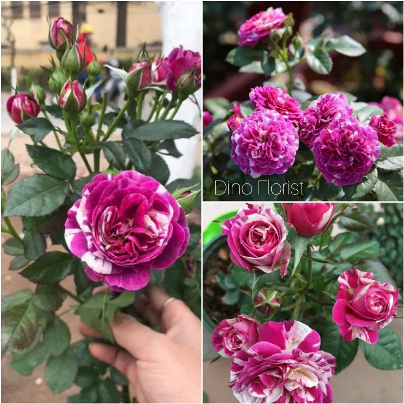 Jual Tanaman Hias Bunga Mawar Import SCENTED JEWEL ( Super Wangi ...