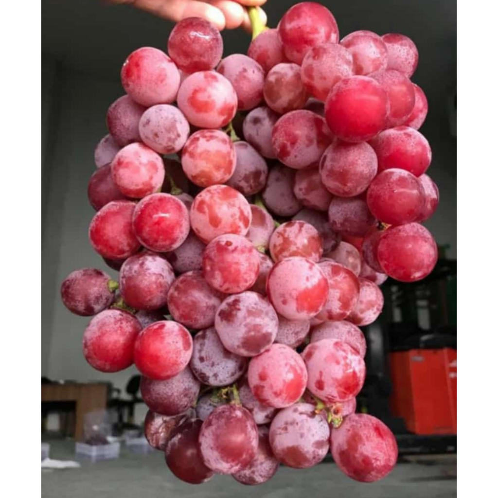 Jual BUAH ANGGUR MERAH RRC 1 kg | Shopee Indonesia