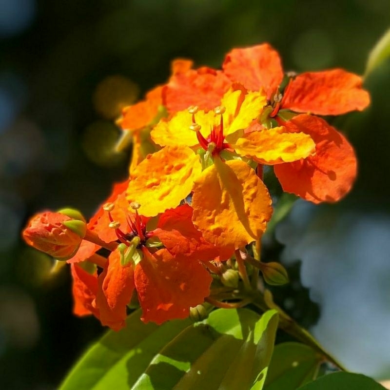 Jual tanaman hias rambat bunga bauhinia kockiana - pohon rambat bahonia ...