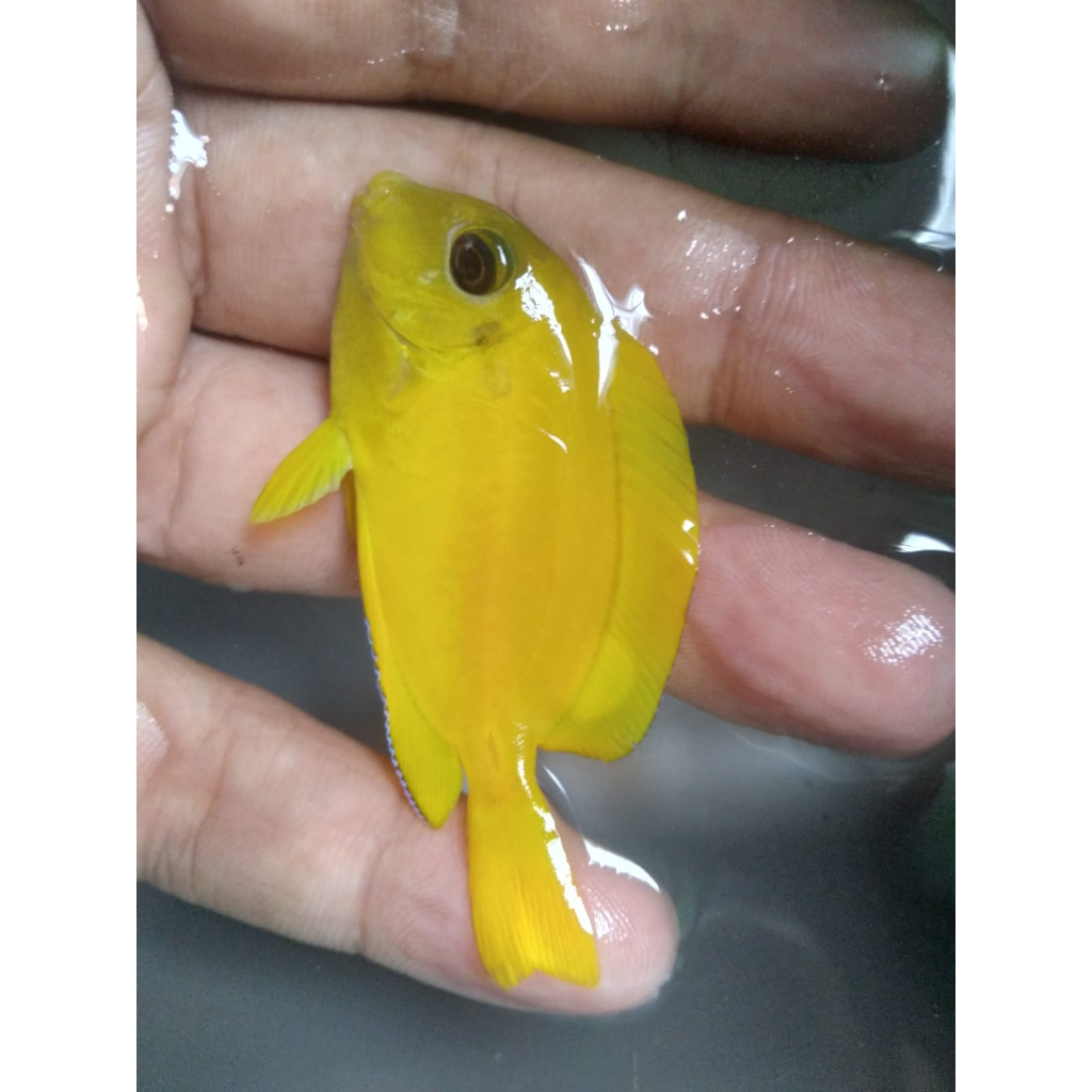 Jual Botana KUNING - Yellow Surgeonfish | Shopee Indonesia