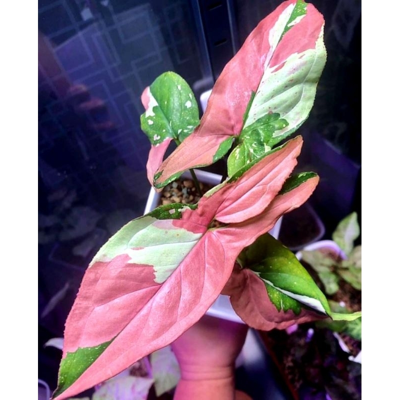 Jual Syngonium Pink Splash | Tanaman Hias Syngonium Singonium Pink ...