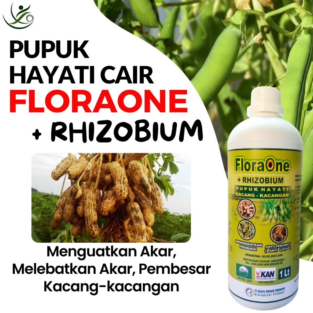 Jual Obat Semprot Pupuk Pembesar Umbi Kacang Tanah yang Bagus Florane ...