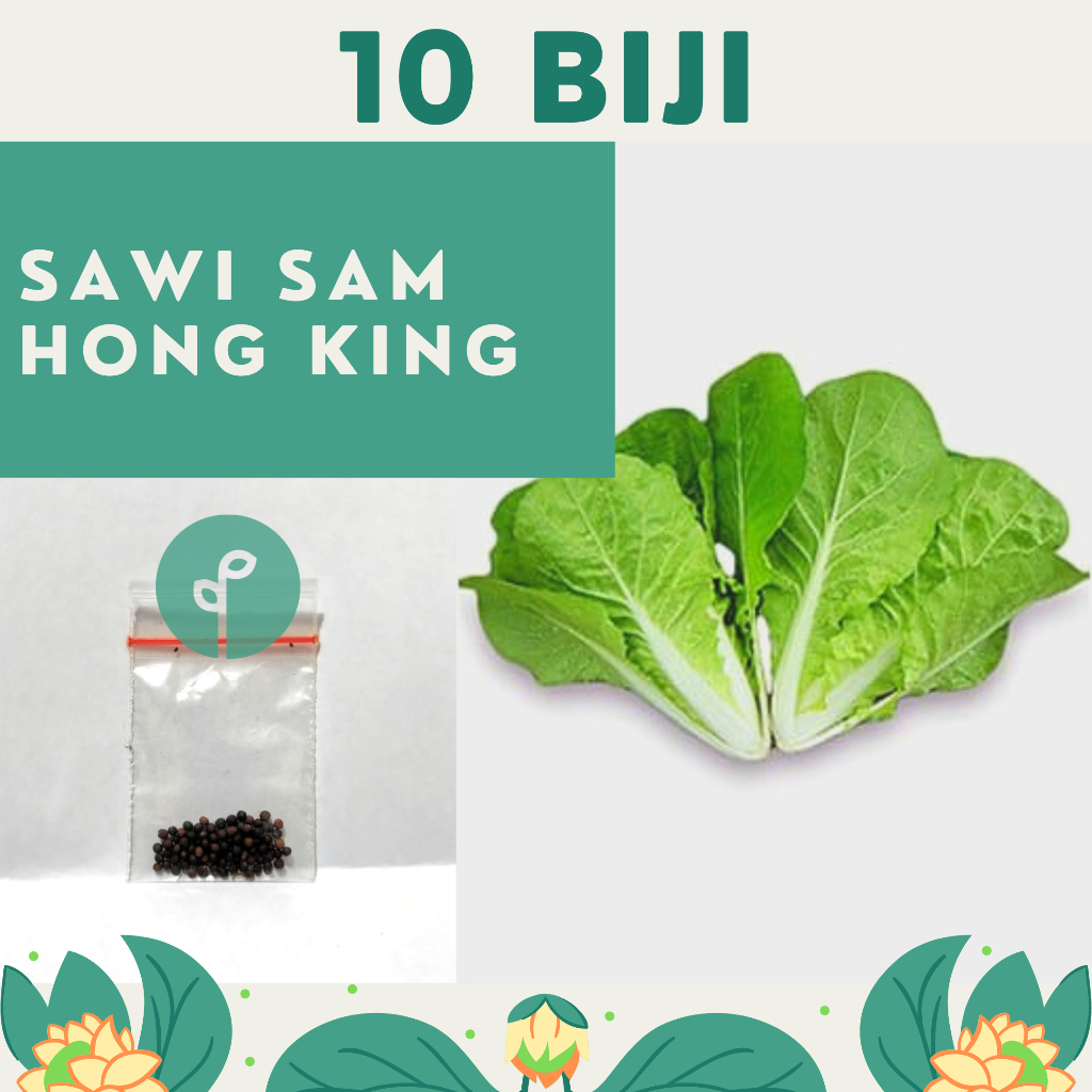 Jual Benih Biji Sawi Sam Hong King 50 Biji Hibrida Unggul F1 Premium ...