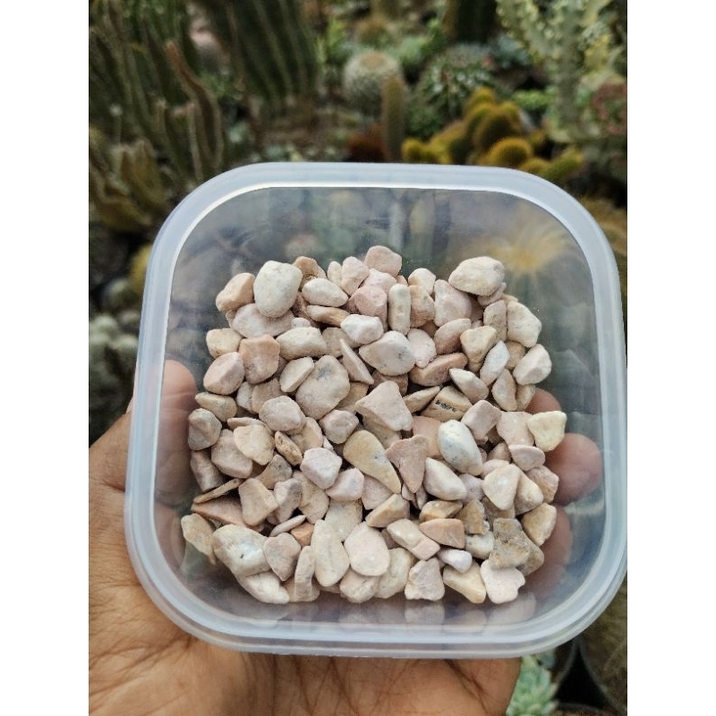 Jual Batu koral pink/salam, penghias pot kaktus / sukulen 100gr ...