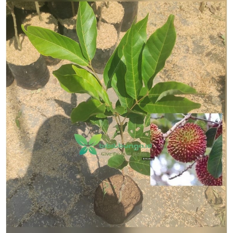 Jual Bibit Tanaman Buah Rambutan Rapiah siap berbunga | Shopee Indonesia Jual Bibit Tanaman Buah Rambutan Rapiah siap berbunga | Shopee Indonesia