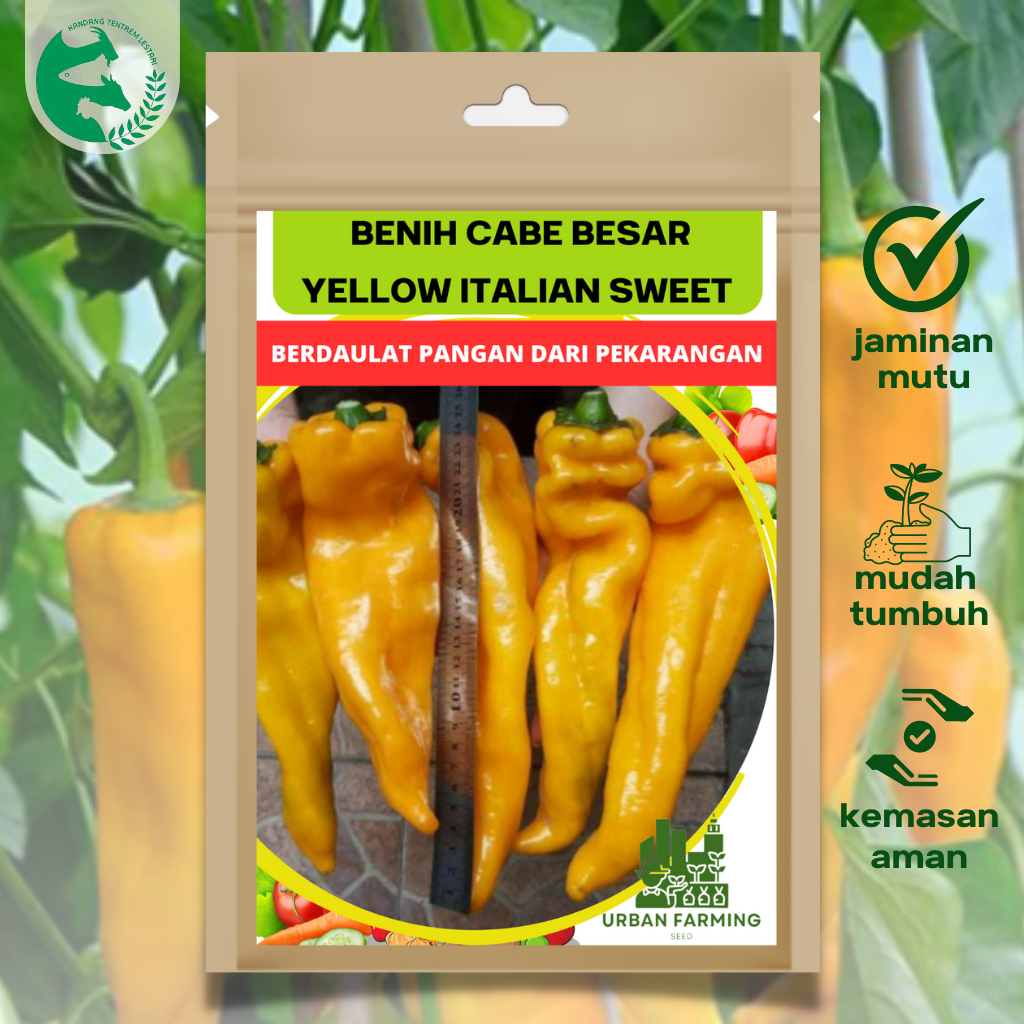 Jual 25 Benih Cabe Raksasa Yellow Italian Sweet Urban Farming Cabe Hias ...