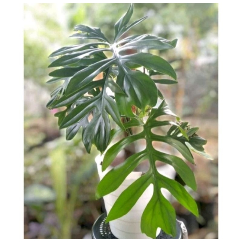 Jual Tanaman Hias Philo Mayoi | Shopee Indonesia