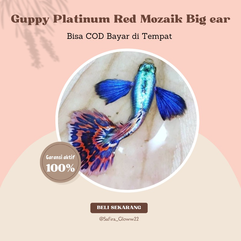 Jual Guppy Platinum Red Mozaik Big Ear ( PRMBE ) ~ Hiasan Aquarium | Shopee Indonesia